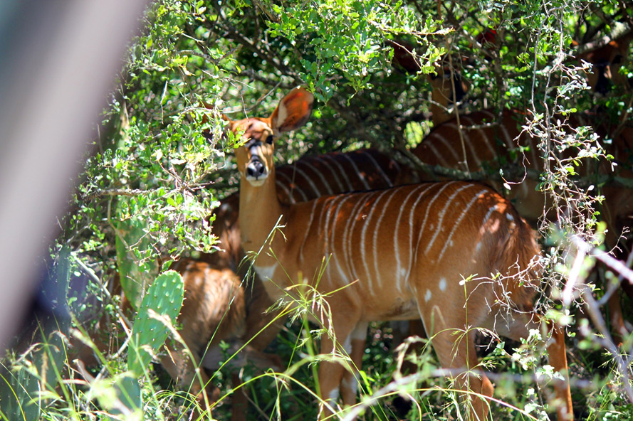 Venter Boerdery - Wildsplaas