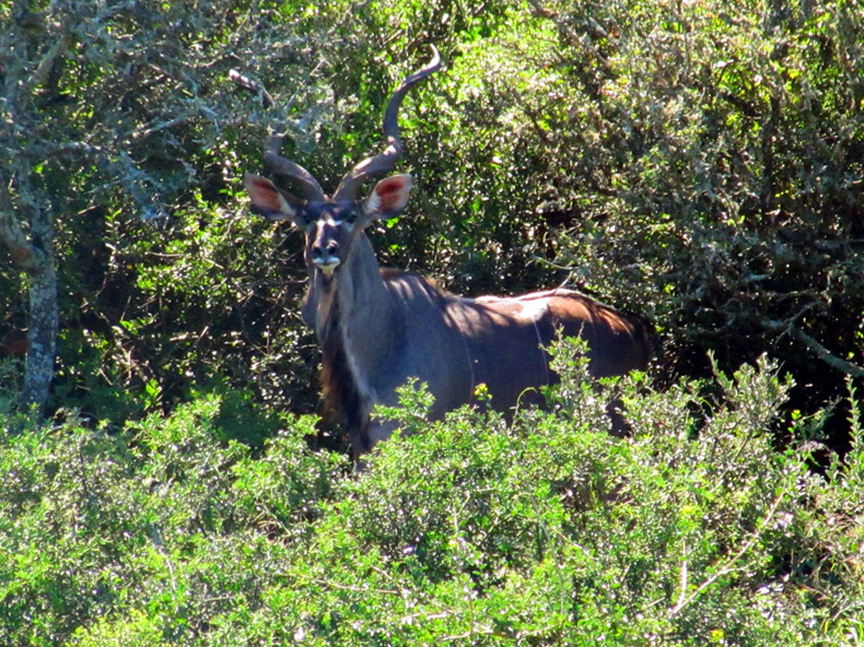 Venter Boerdery - Wildsplaas